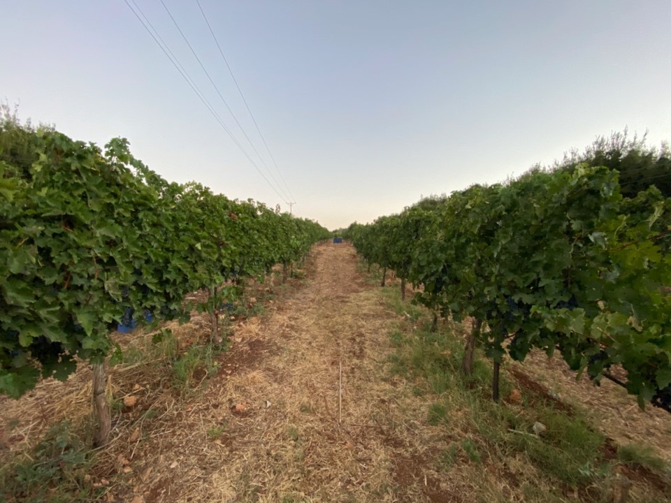 Samou - Ashkar Winery